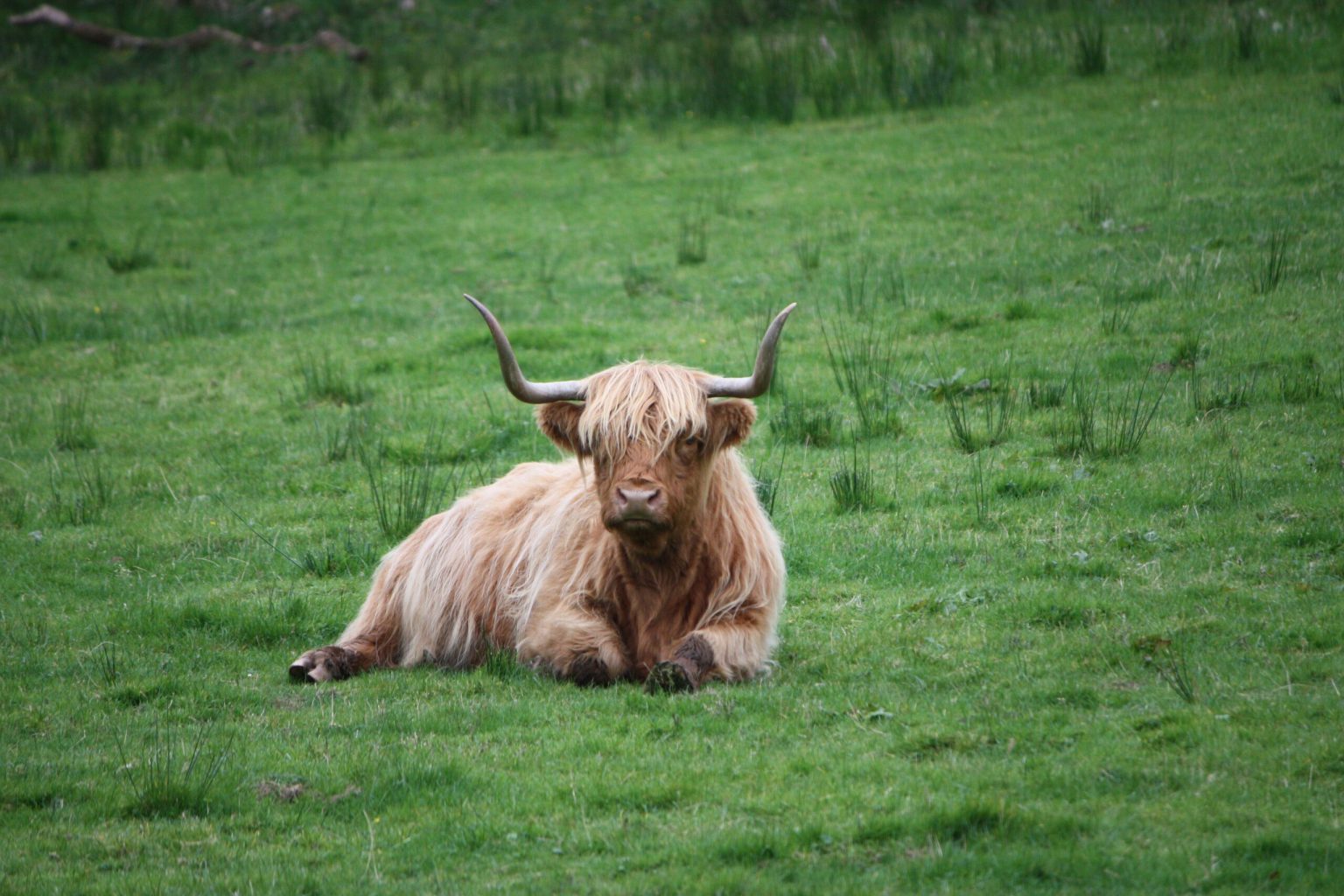 Gaidhlig - Education, Origins, History and Influences